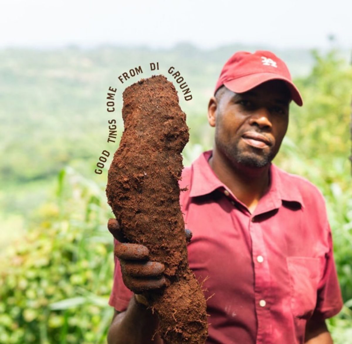 The Fascinating History of Jamaica’s Wait-A-Bit Yam Vodka - PURE JAMAICA MEDIA